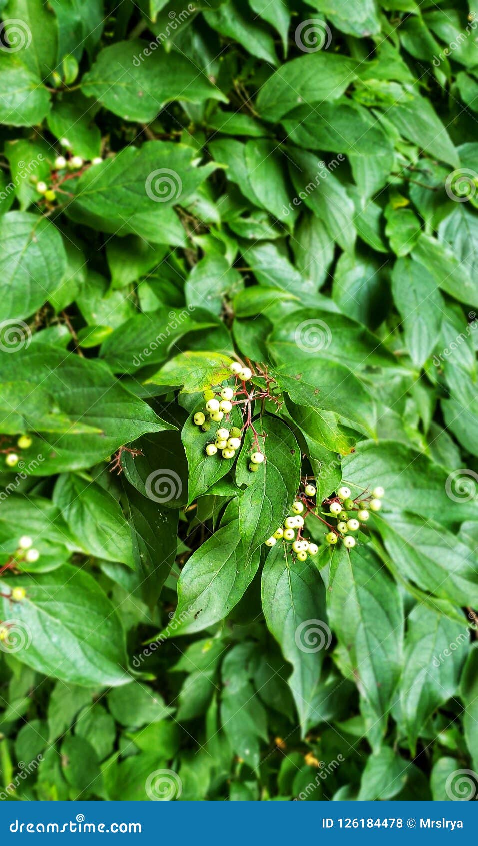 Close-up of Wild Green Berries and Foliage at the Holden Arboretum in ...