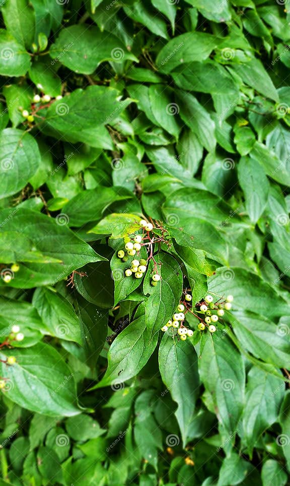 Close-up of Wild Green Berries and Foliage at the Holden Arboretum in ...
