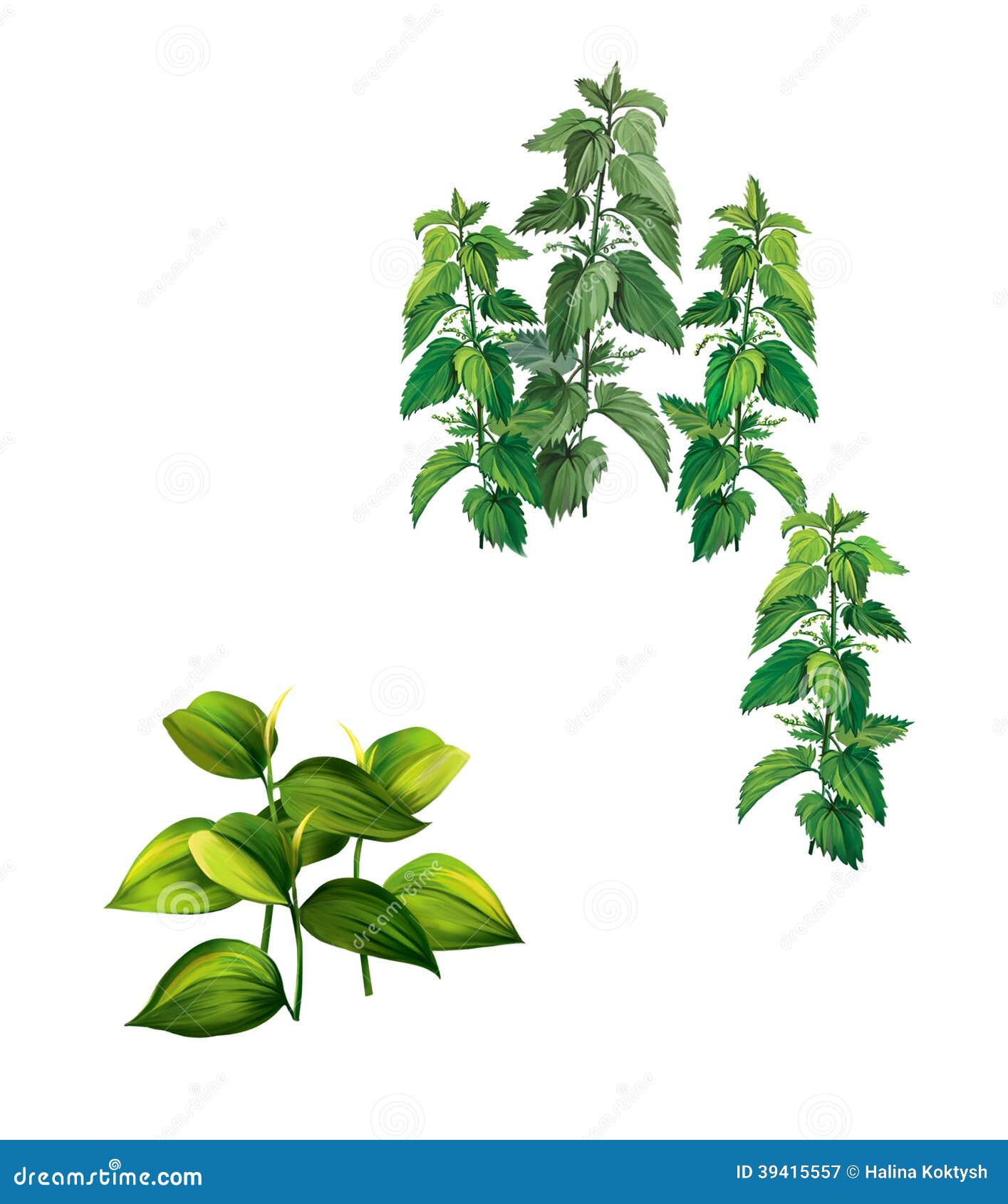 Nettle Soup. Summer Grass Soup Recipe. Cooking Food Ingredients. Hand ...