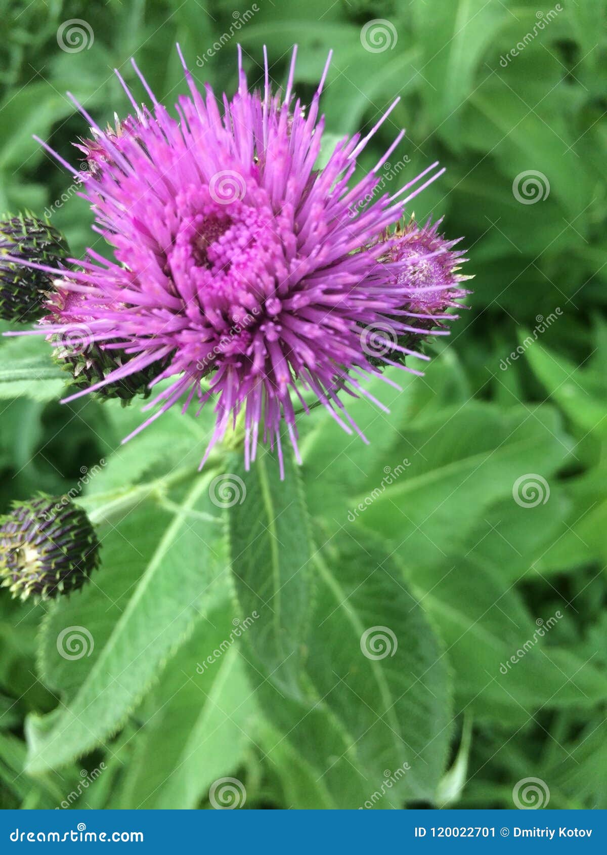Blossom forest flowers stock image. Image of forest - 120022701