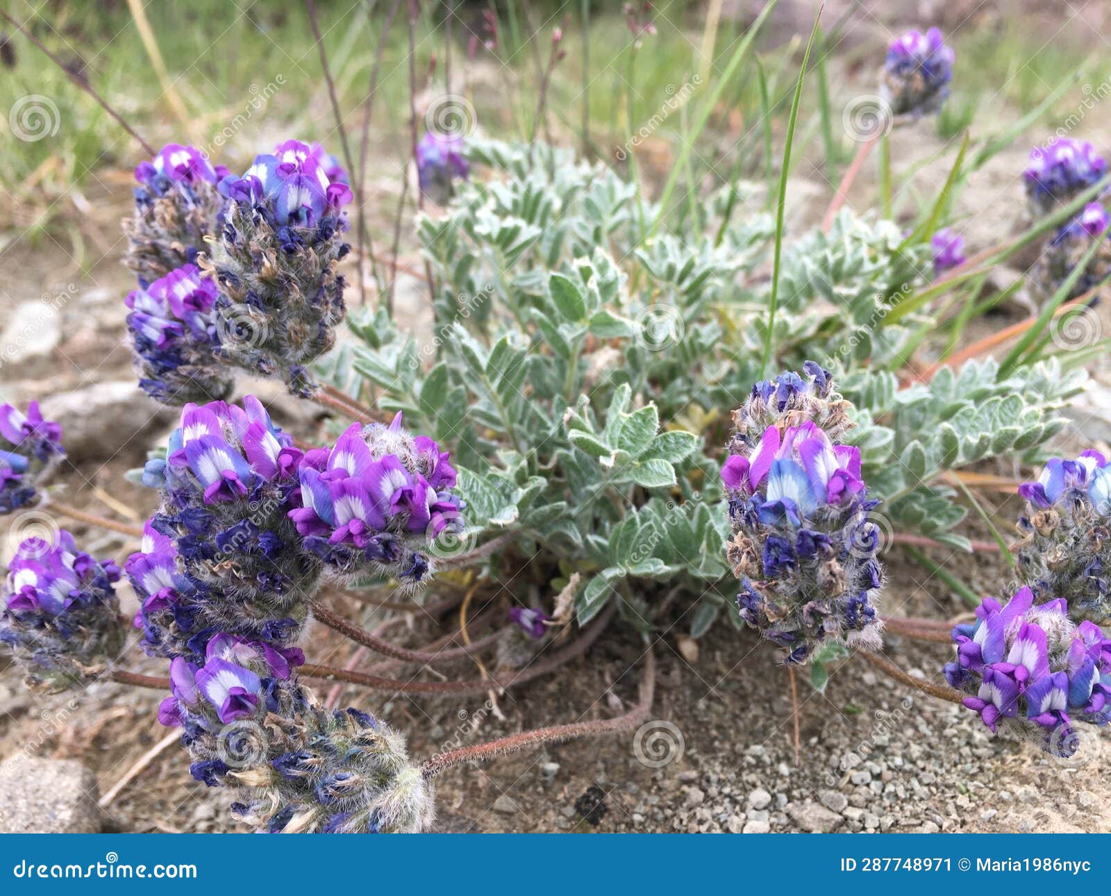 Plants Blossoming at Beginning of Outer Kora Around Mount Kailash in ...