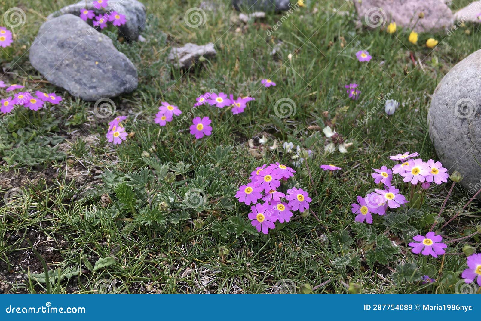 Plants Blossoming at Beginning of Outer Kora Around Mount Kailash in ...
