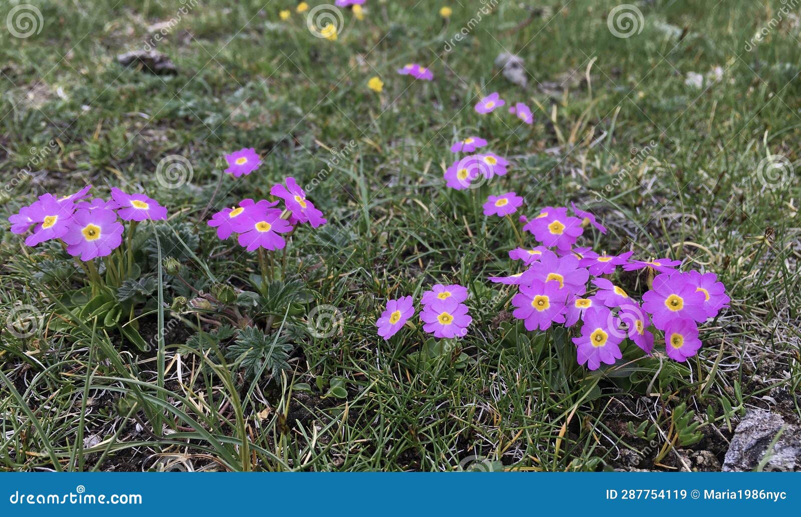 Plants Blossoming at Beginning of Outer Kora Around Mount Kailash in ...