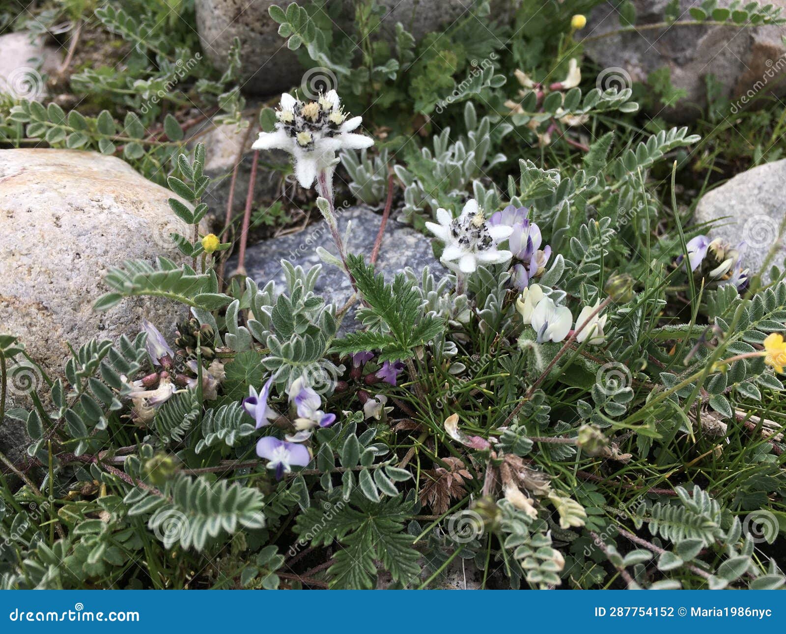Plants Blossoming at Beginning of Outer Kora Around Mount Kailash in ...