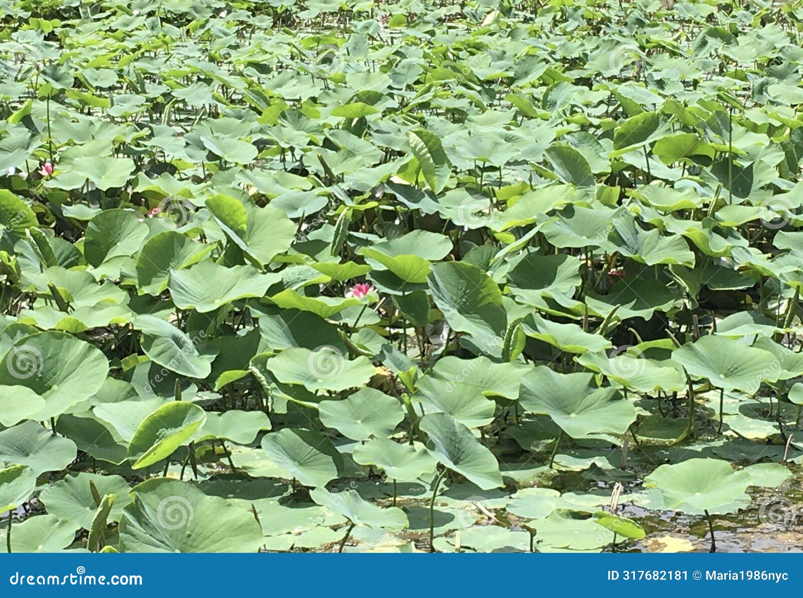 Plants Blossoming in Jerusalem in May. Stock Image - Image of plant ...