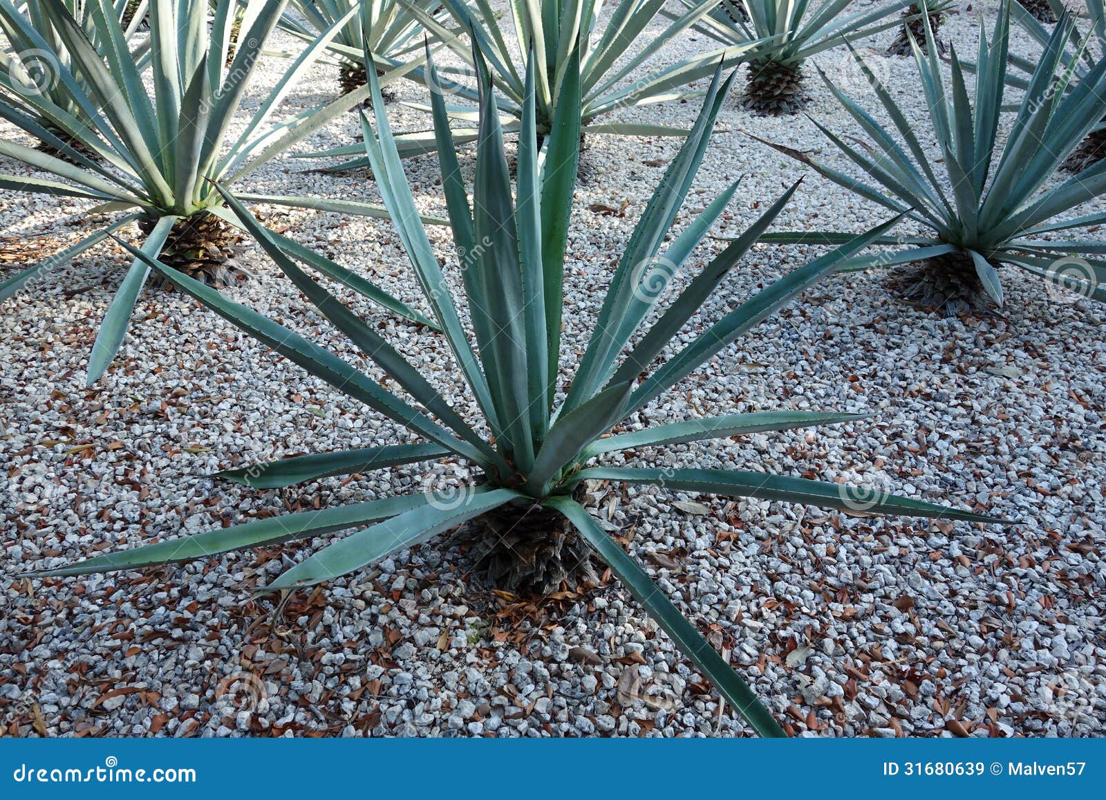 Plants of a blue agave stock image. Image of fleshy, nature - 31680639
