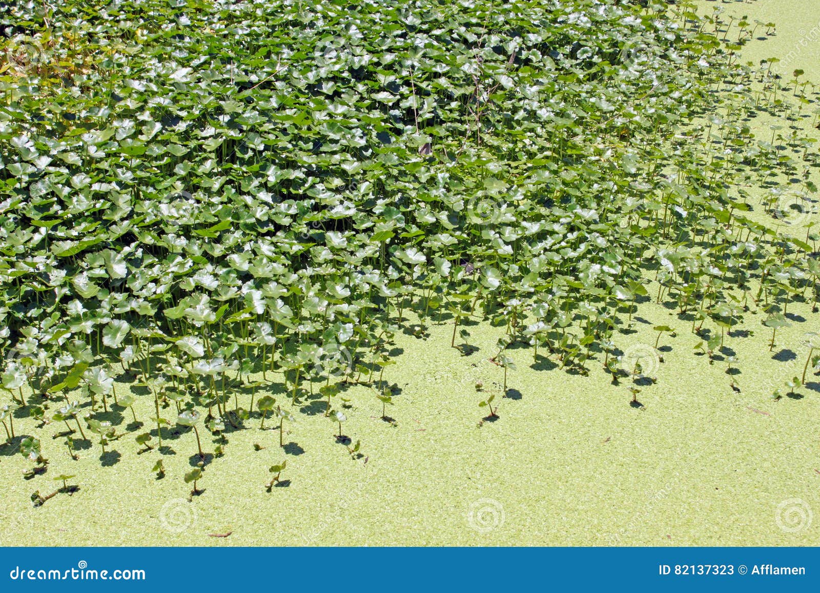 Plants in the bog stock image. Image of green, quagmire - 82137323