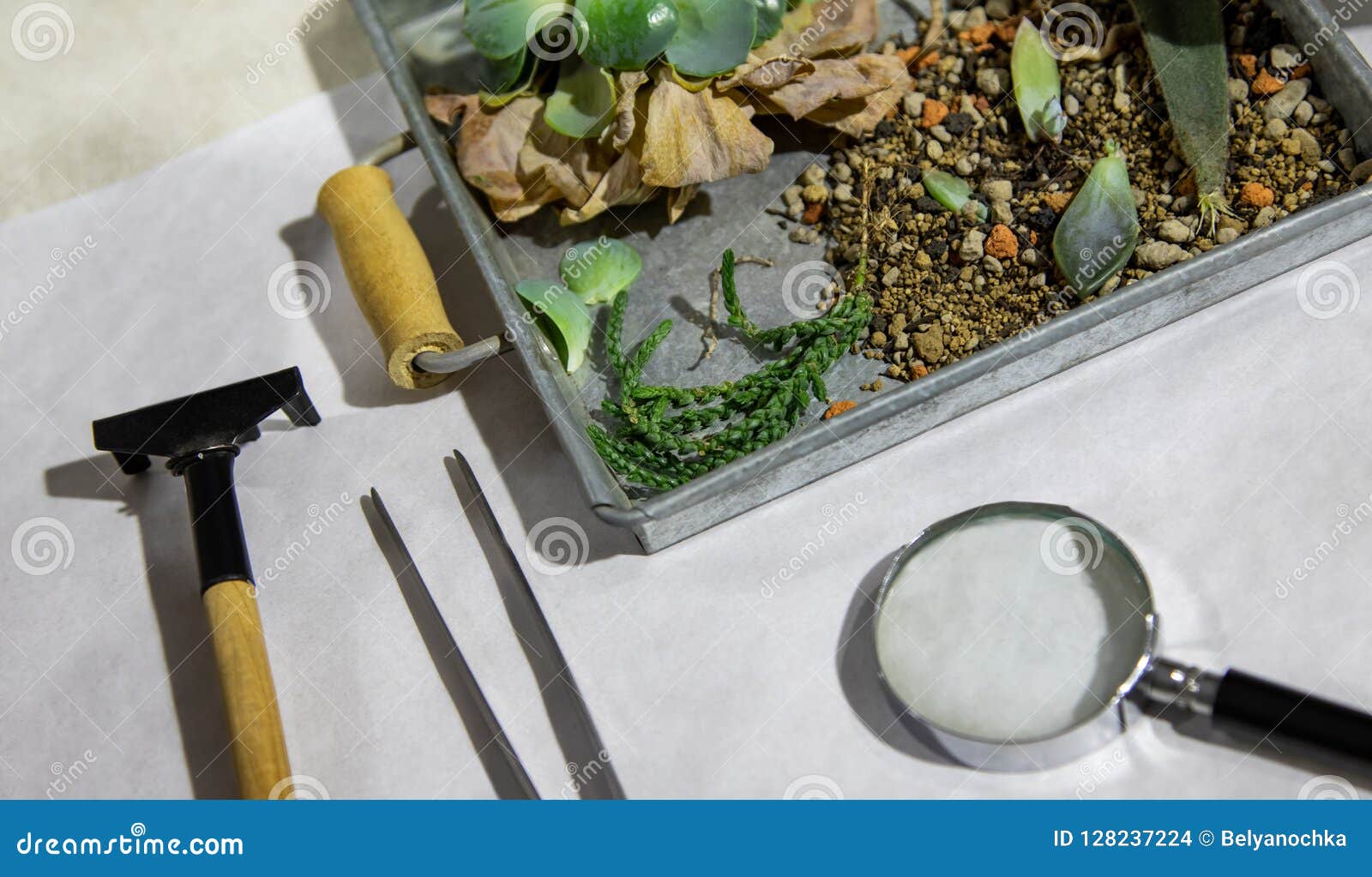 Plants in the Box with Tools. Stock Photo - Image of herbarium, garden ...