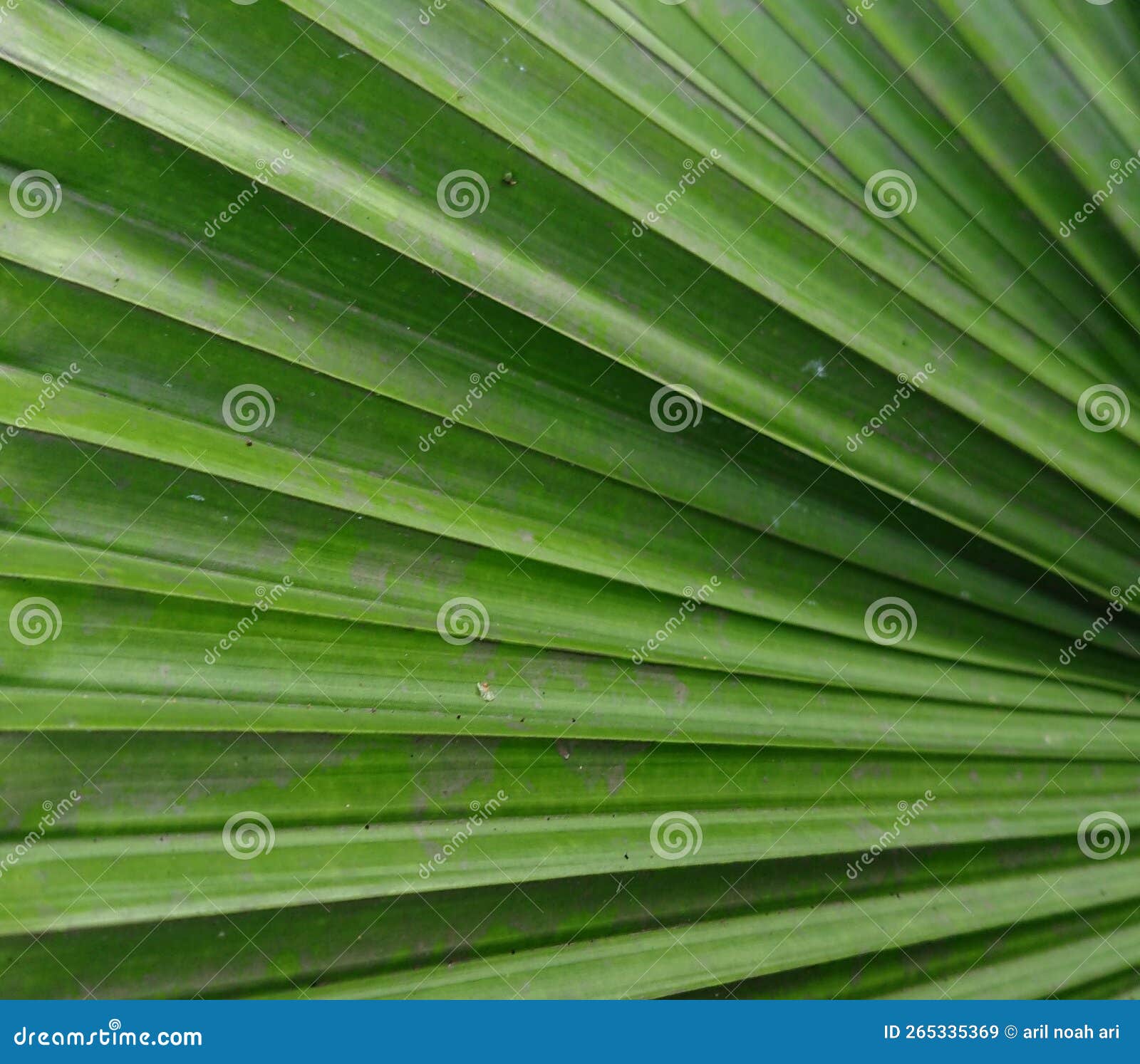 Plants in a Brightly Colored Garden with Unique Patterns Stock Image ...