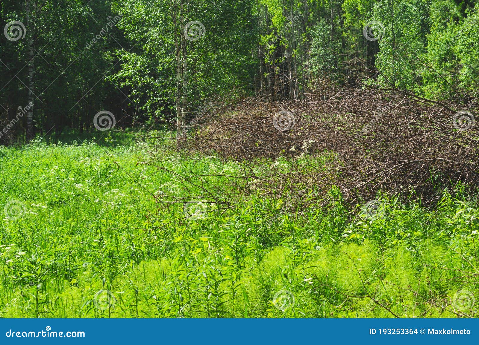 Plants and Bushes in the Forest Stock Photo - Image of ground, ecology ...