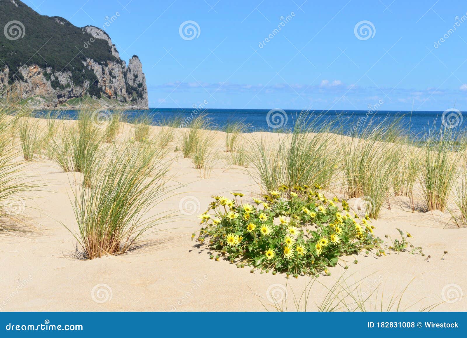 Plants and Bushes in the Sandy Beach during Daytime Stock Photo - Image ...