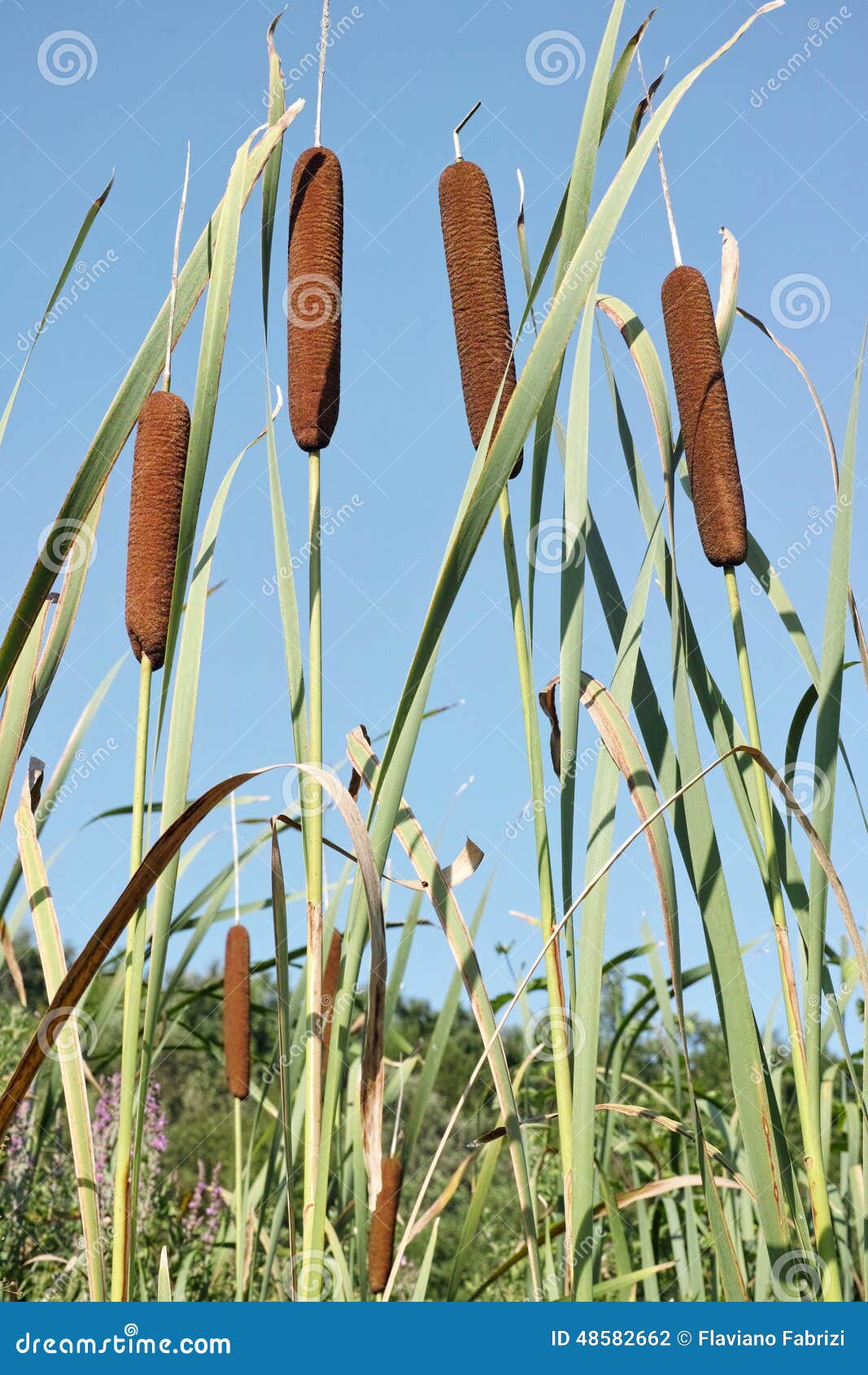 Plants of cattail stock photo. Image of latifolia, flora - 48582662