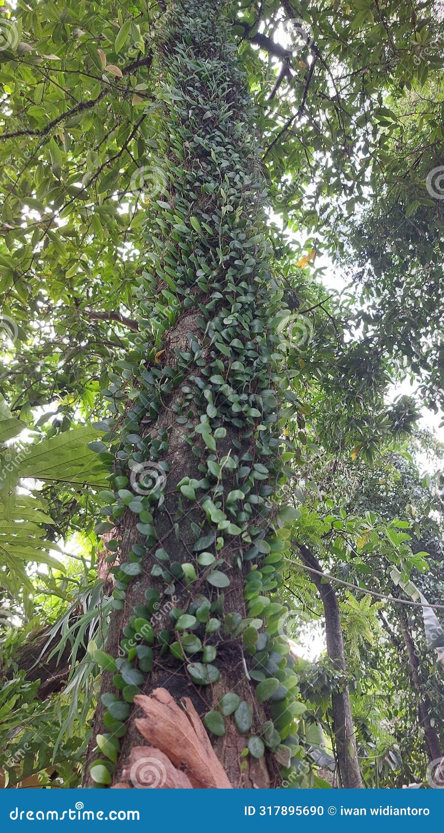 Plants that Climb Up Tall Tree Trunks Stock Photo - Image of climb ...