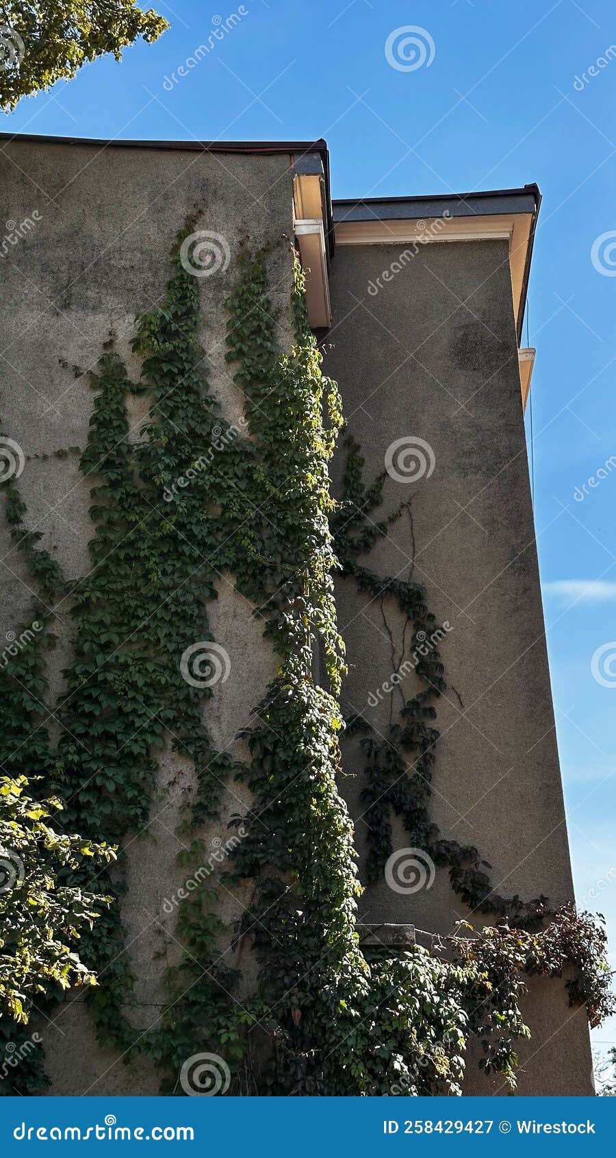 Plants Climbing on a Building Stock Image - Image of construction ...