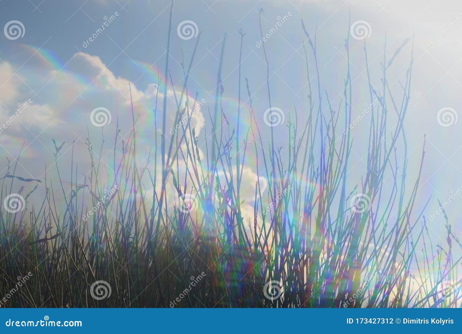 Plants and Clouds Abstract Light Leak Stock Photo - Image of outdoors ...