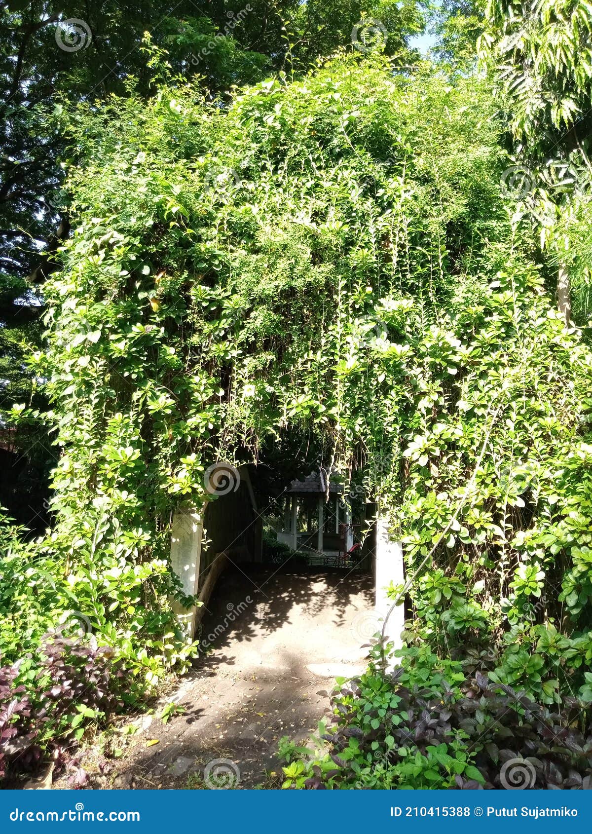 Plants that Creep Over the Bridge Stock Photo - Image of bridge, plant ...