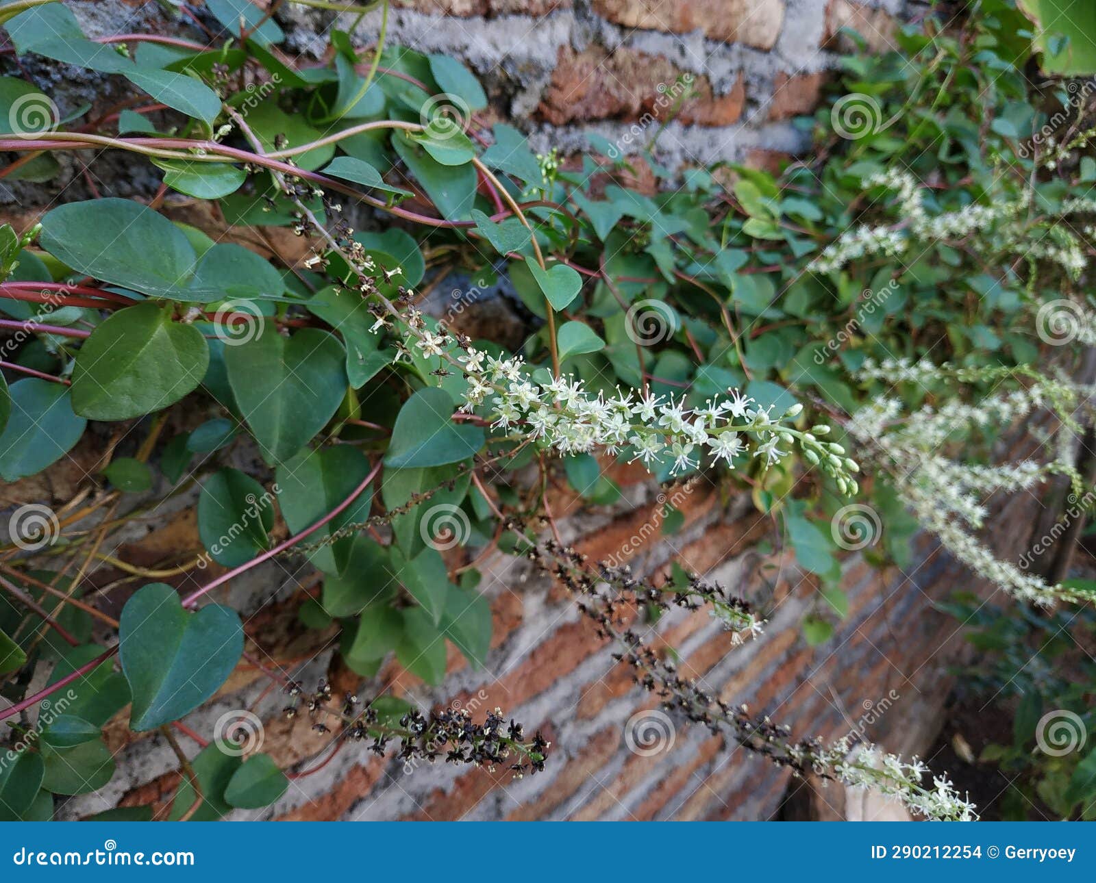 Plants that Creep on Stone Walls Stock Photo - Image of flower, plant ...