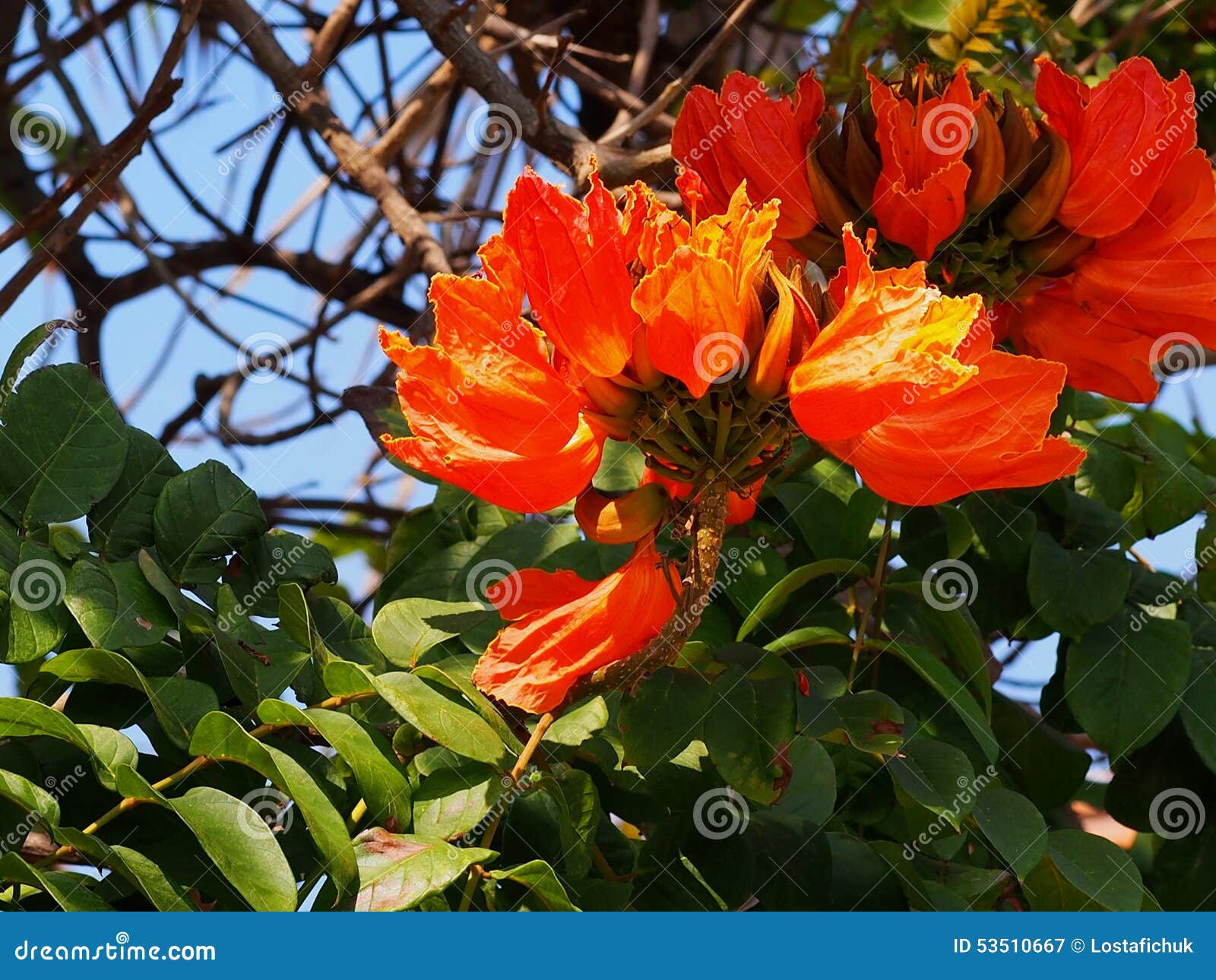 Plants of Cuba stock image. Image of tropical, orange - 53510667