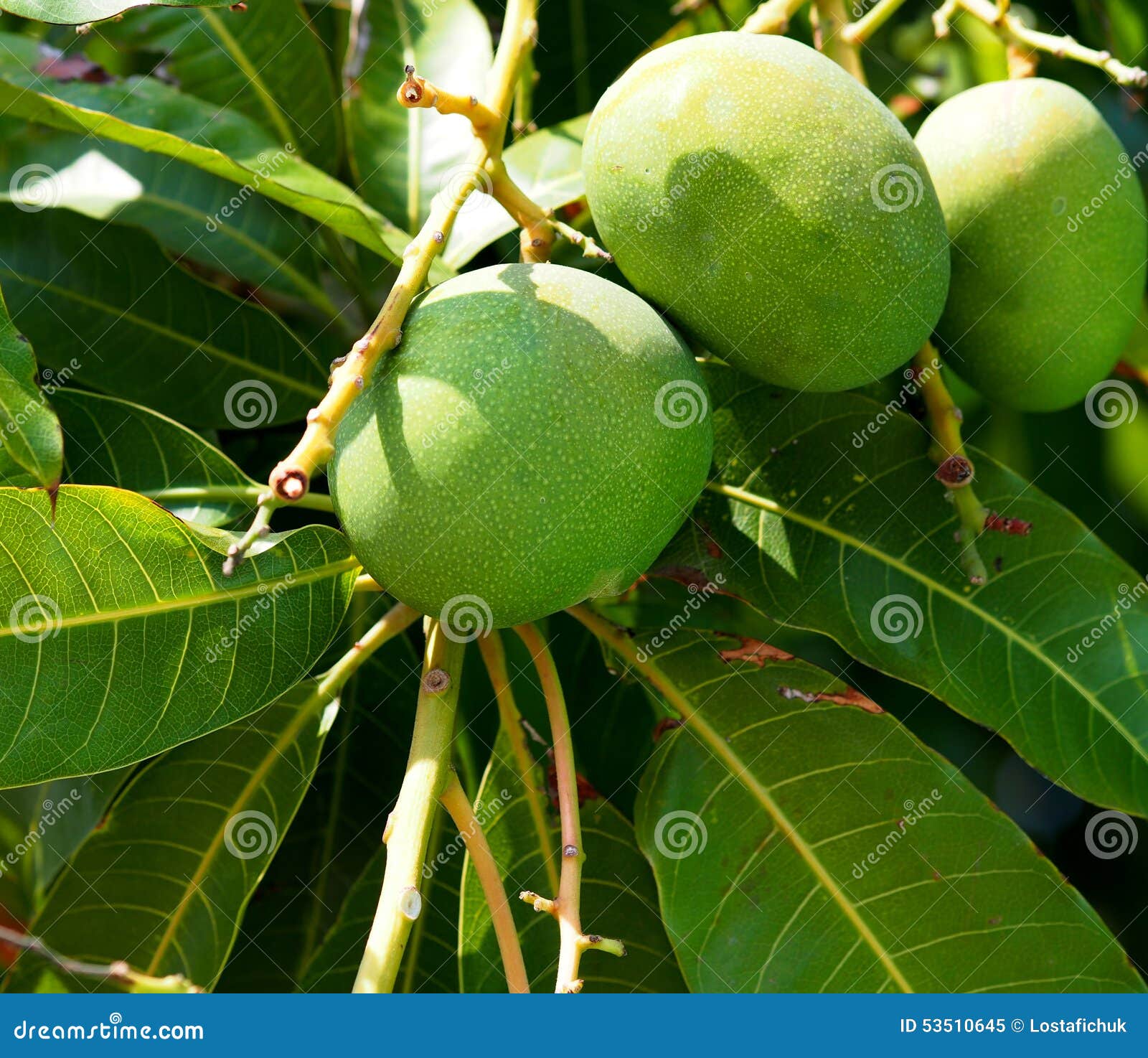 Plants of Cuba stock image. Image of bananas, juice, mango - 53510645