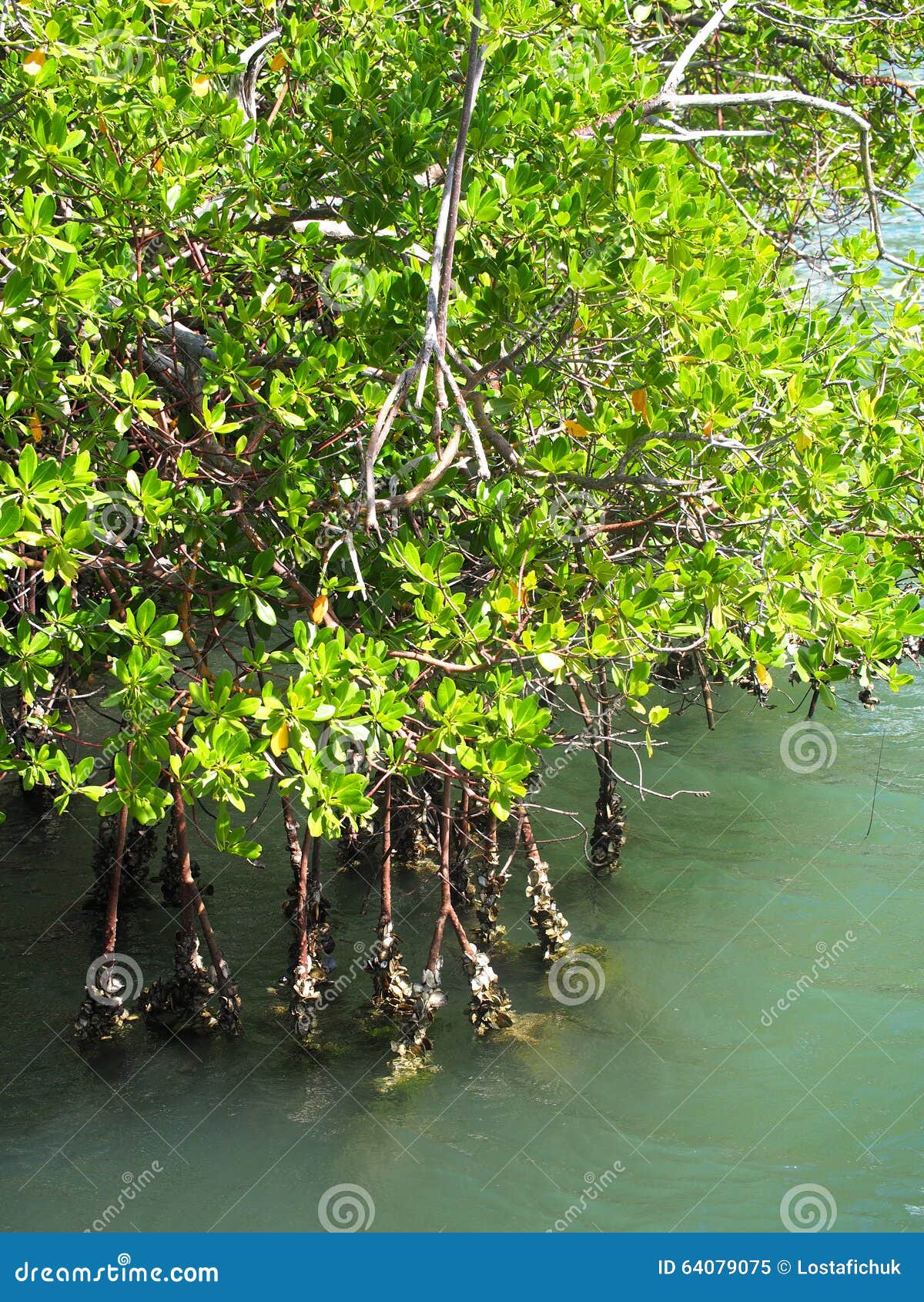 Plants of Cuba stock image. Image of vegetation, seafood - 64079075