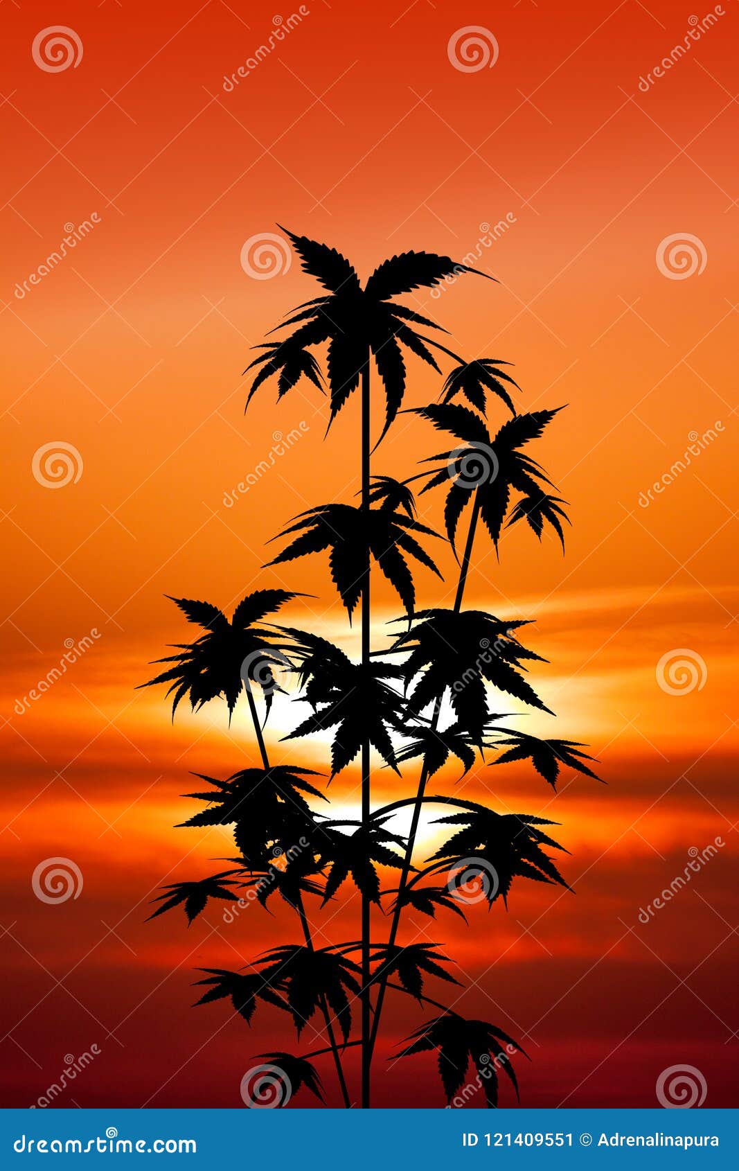 Plants Cultivation of Cannabis at Sunset Stock Illustration ...