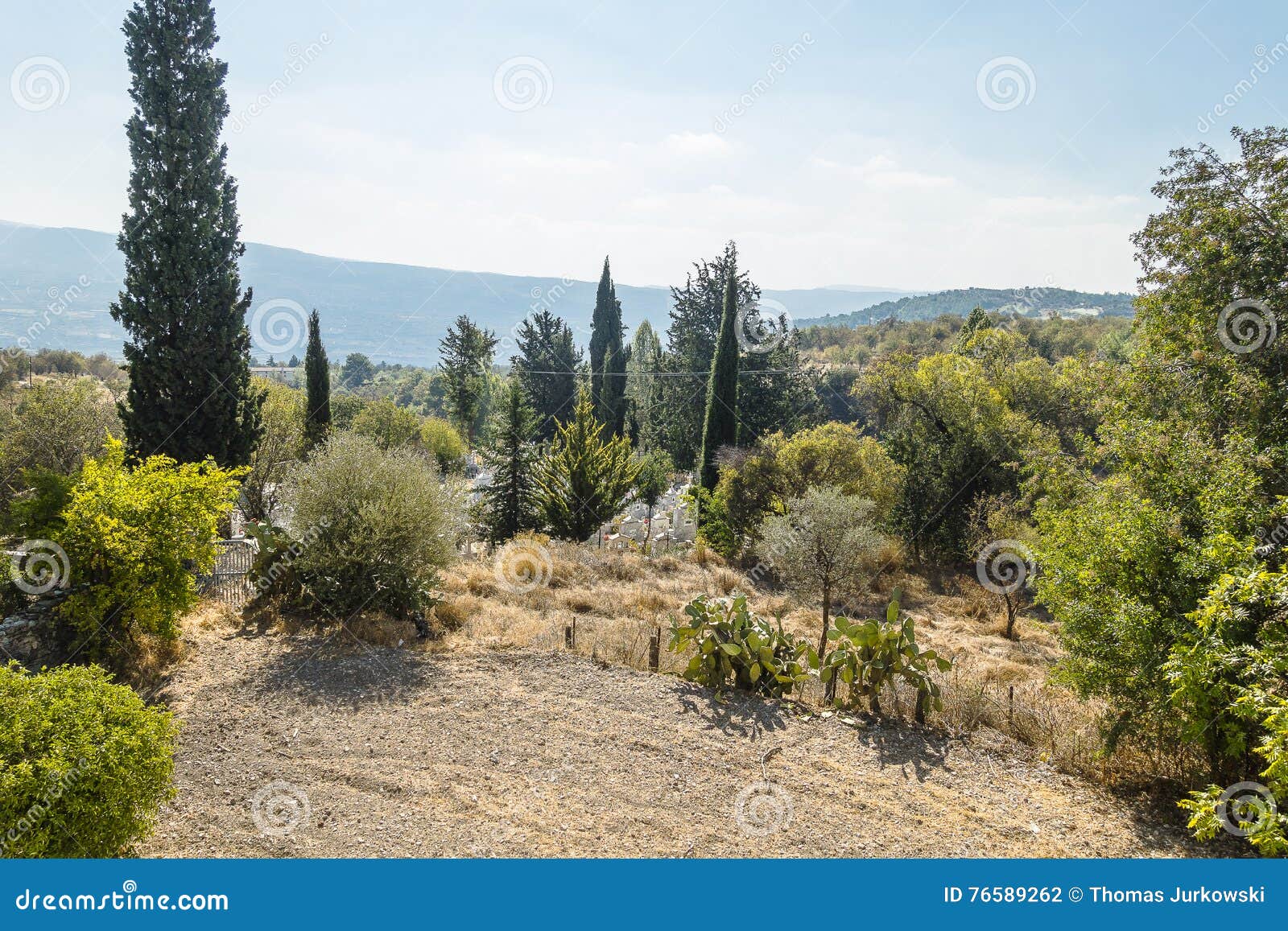 Plants in Cyprus stock photo. Image of cyprus, flower - 76589262