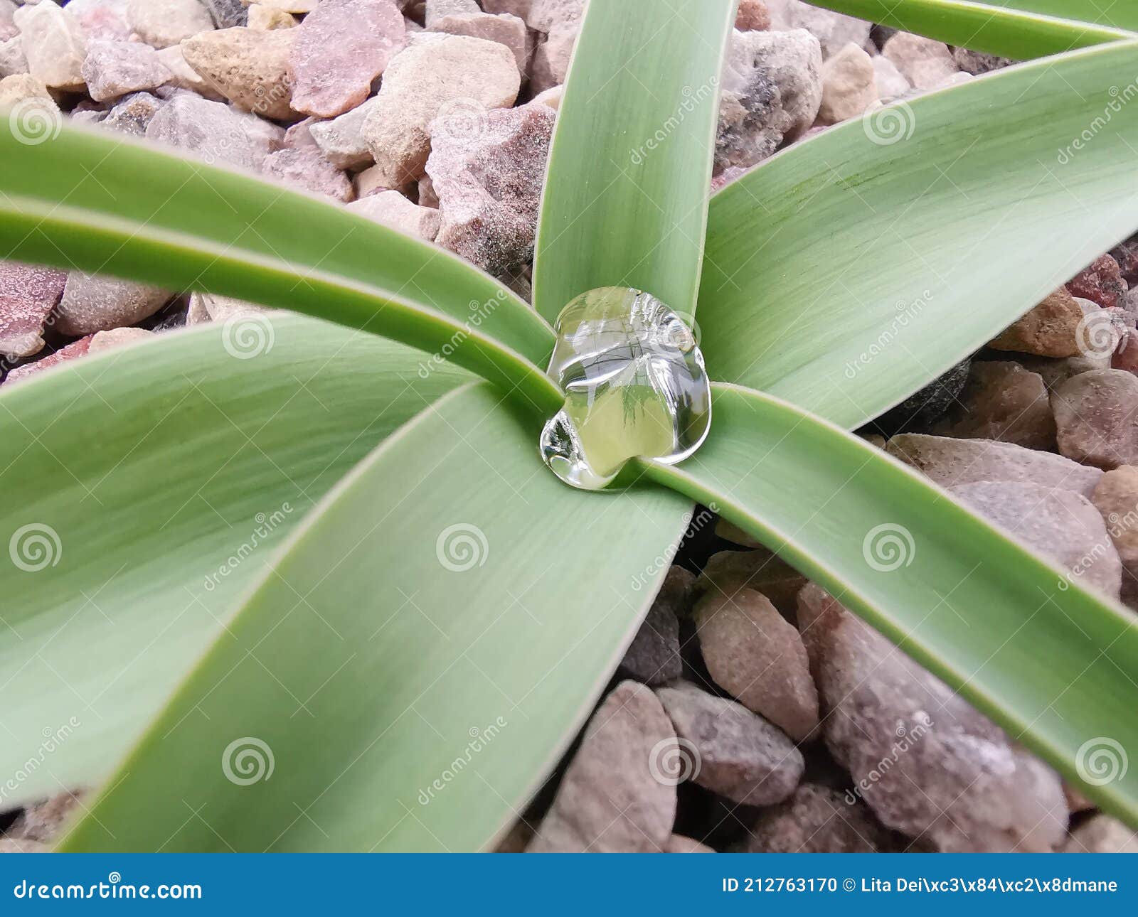Plants with dew stock photo. Image of soil, dewy, grass - 212763170
