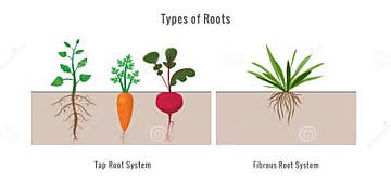 Different Types of Root Systems in Plants Vector Illustration Stock ...