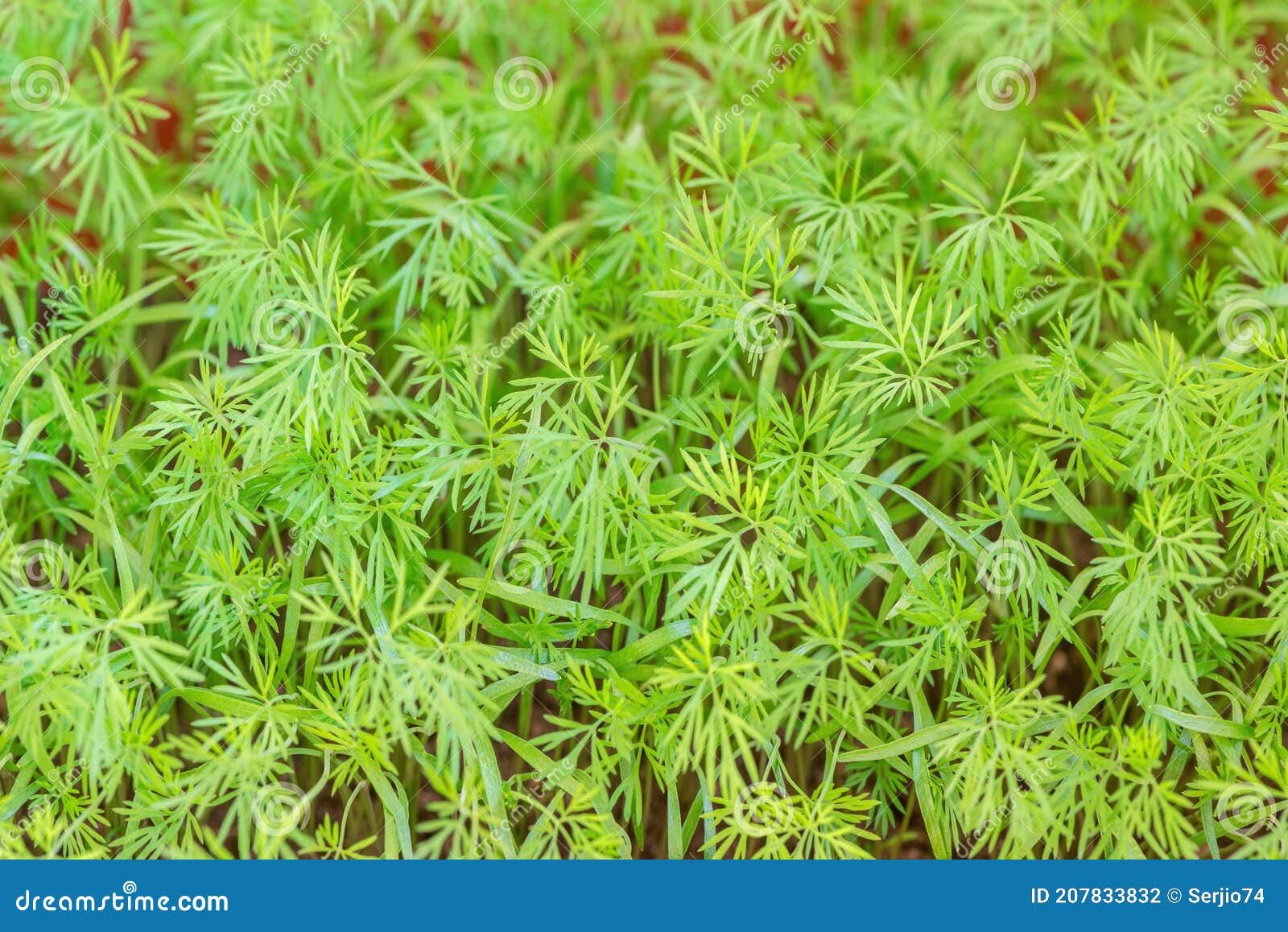 Plants of the Dill in the Garden at Spring Stock Photo - Image of food ...