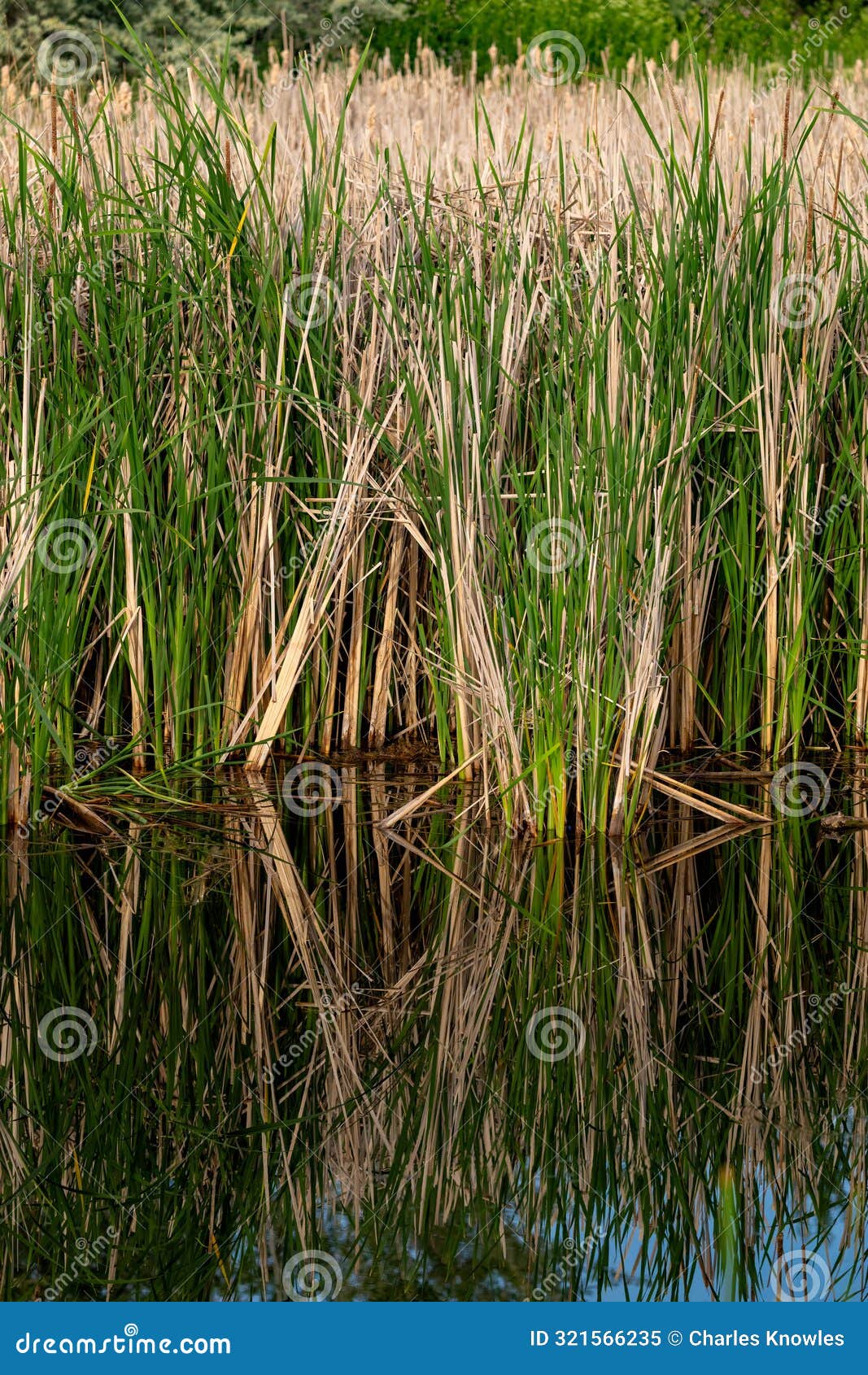 Plants on the Edge of a Marsh and Reflection Stock Image - Image of ...