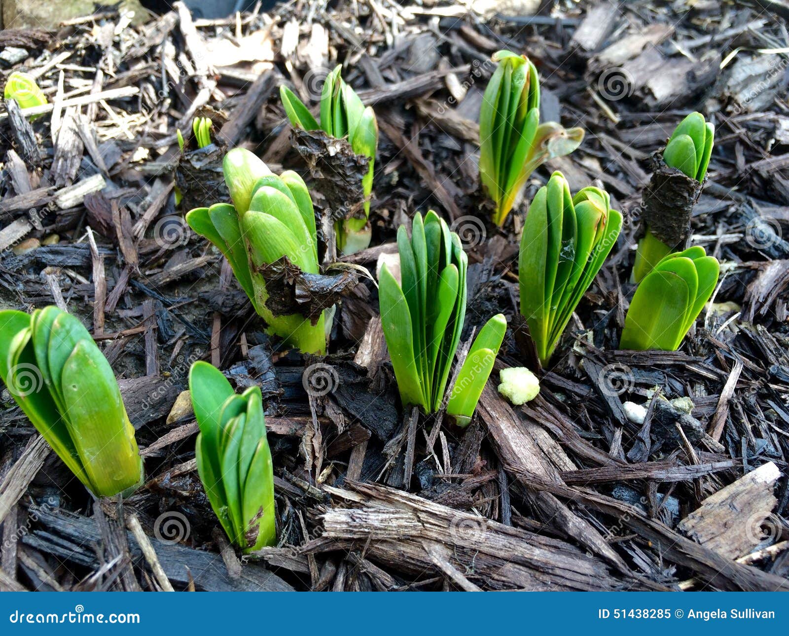 Plants emerging in spring stock image. Image of mulch - 51438285