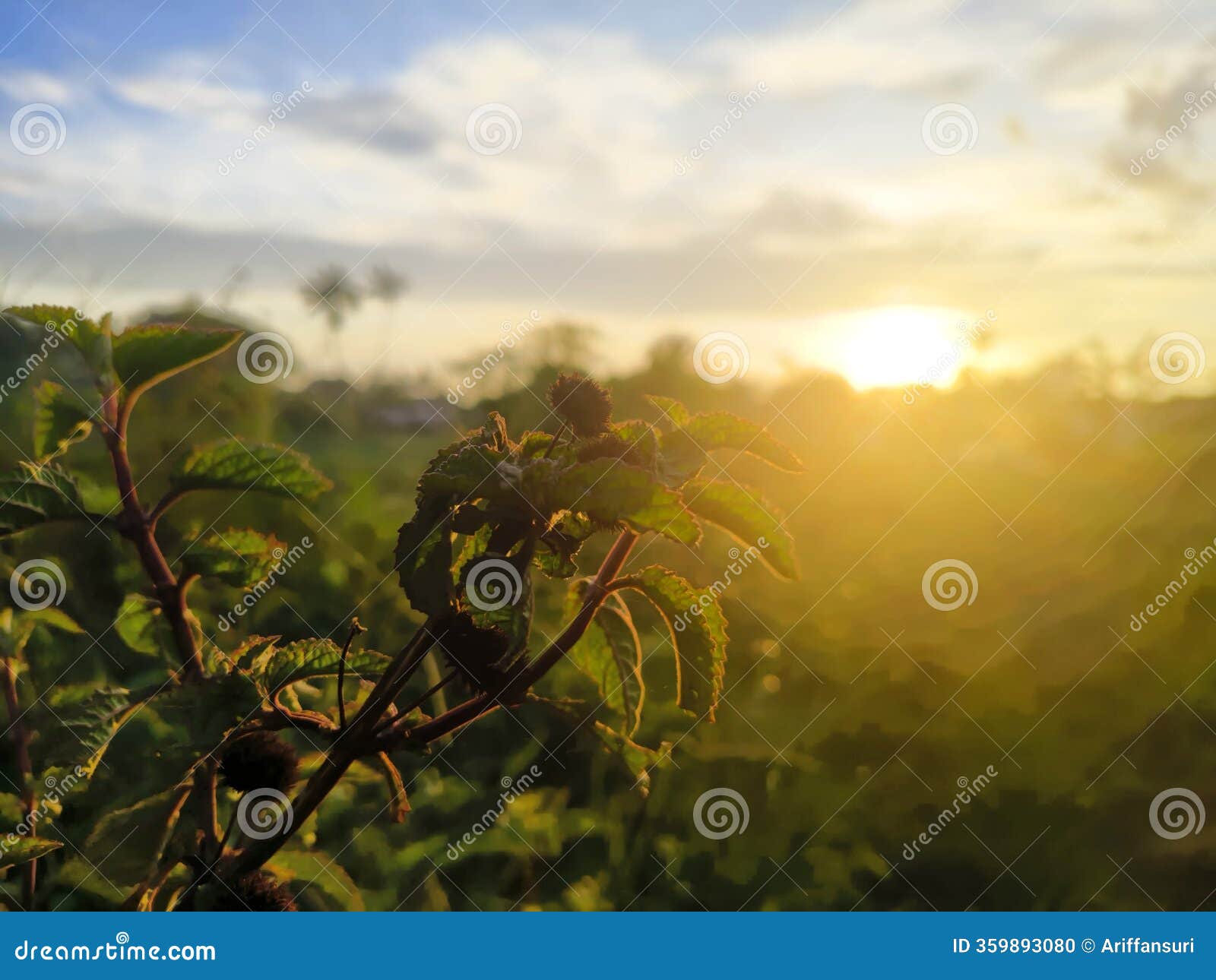 Plants are Exposed To the Rays of the Setting Sun Stock Photo - Image ...