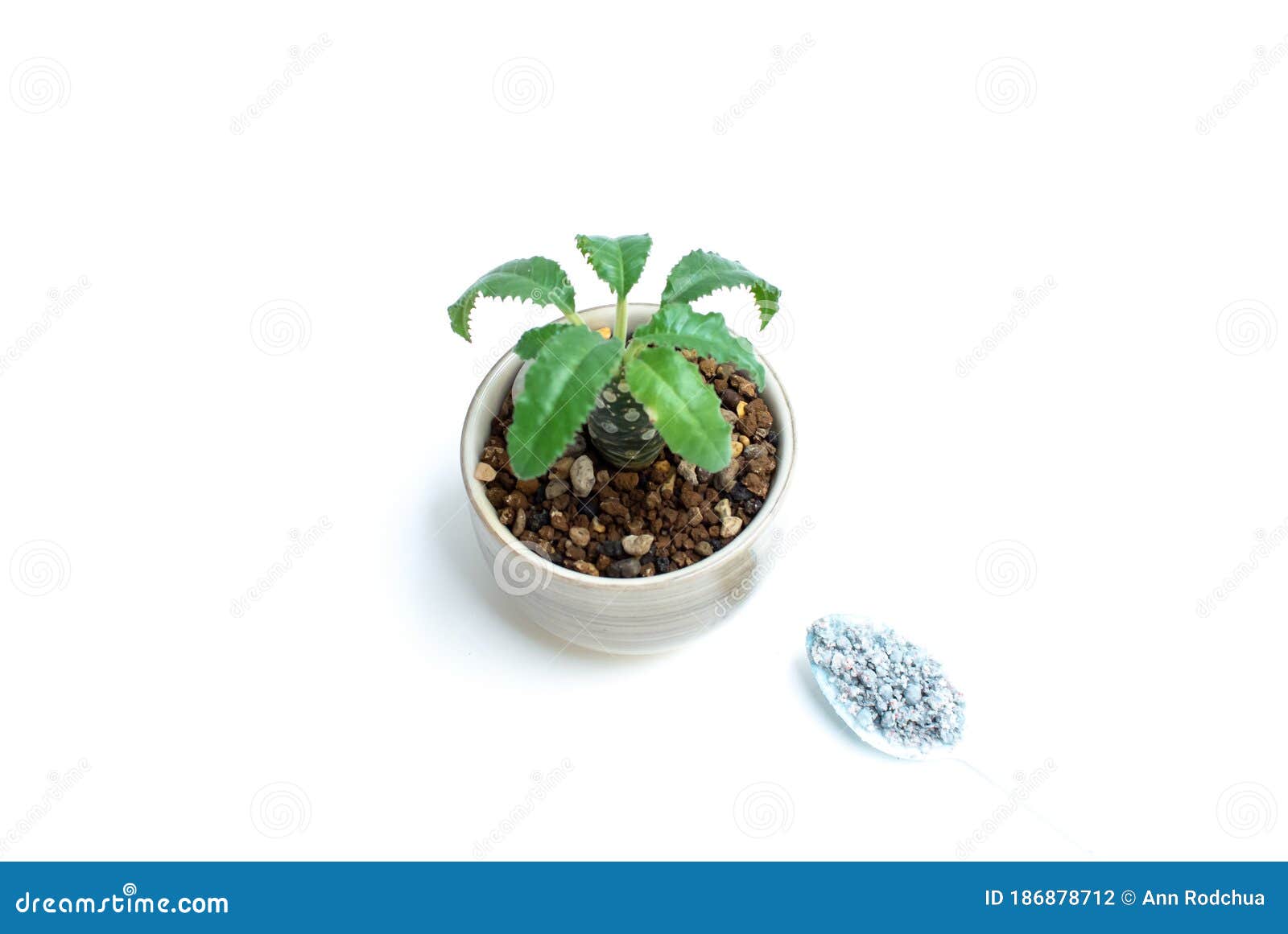 Plants and Fertilizer on White Background Stock Photo - Image of ...