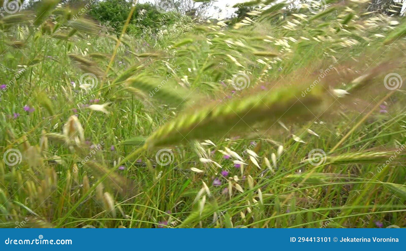 Plants of a Field in the Wind Stock Video - Video of flowers, wild ...