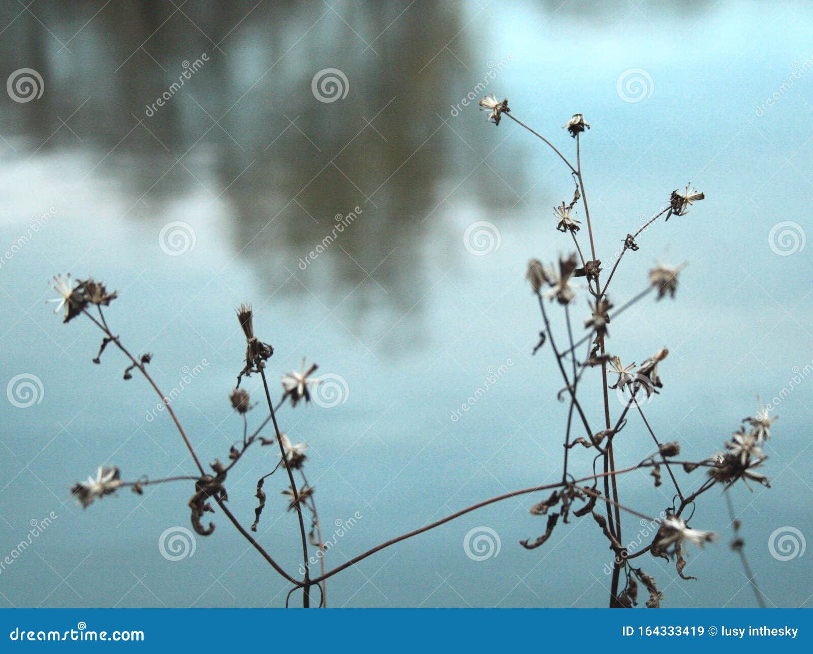 Plants stock image. Image of riverside, plants, flower - 164333419