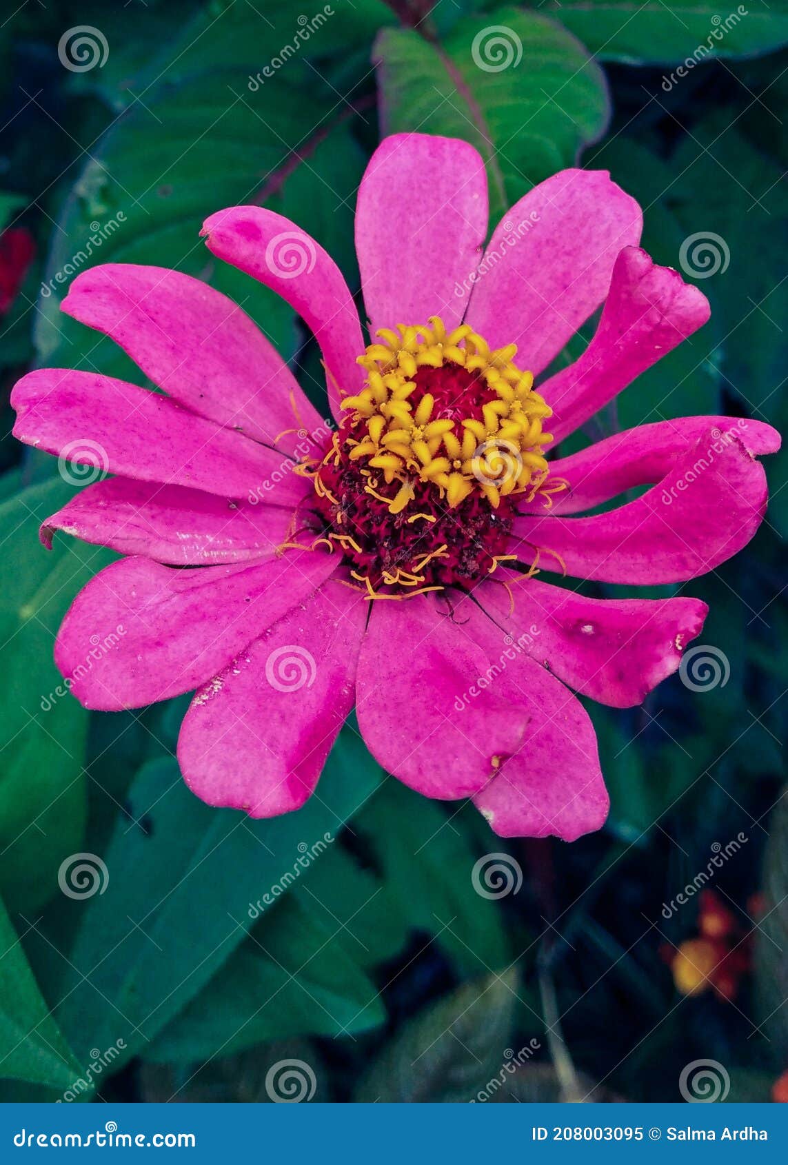Plants Flowers blosoom stock image. Image of yellow - 208003095