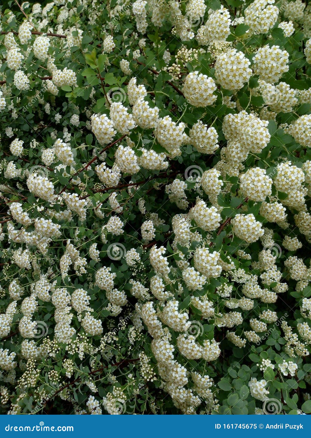 Plants Flowers Bush Nature Beauty Stock Image - Image of bush, beauty ...