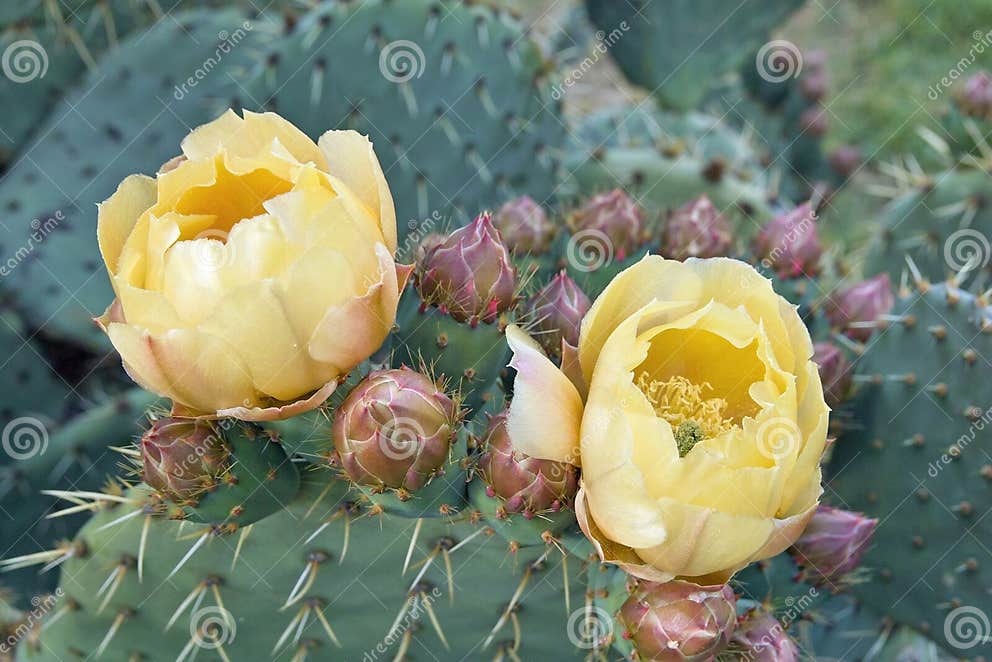 Plants and Flowers of Prickly Pear Stock Photo - Image of cactaceae ...