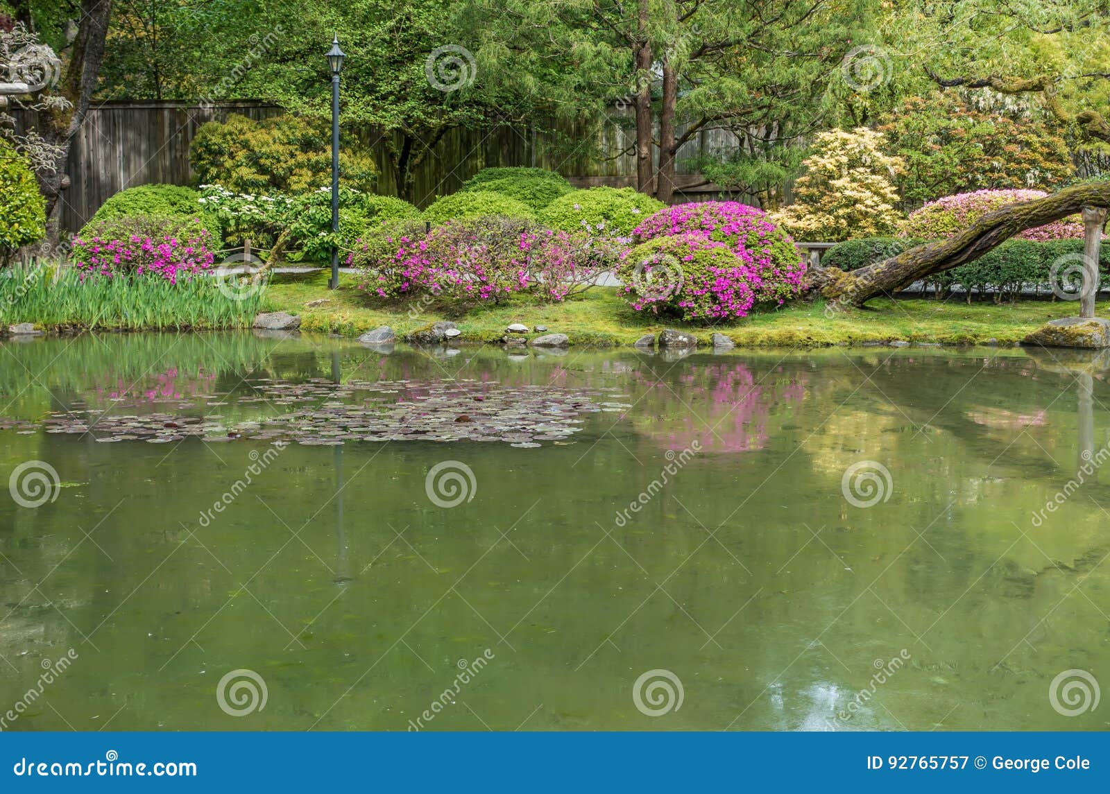 Plants and Flowers 4 stock image. Image of seattle, plants - 92765757