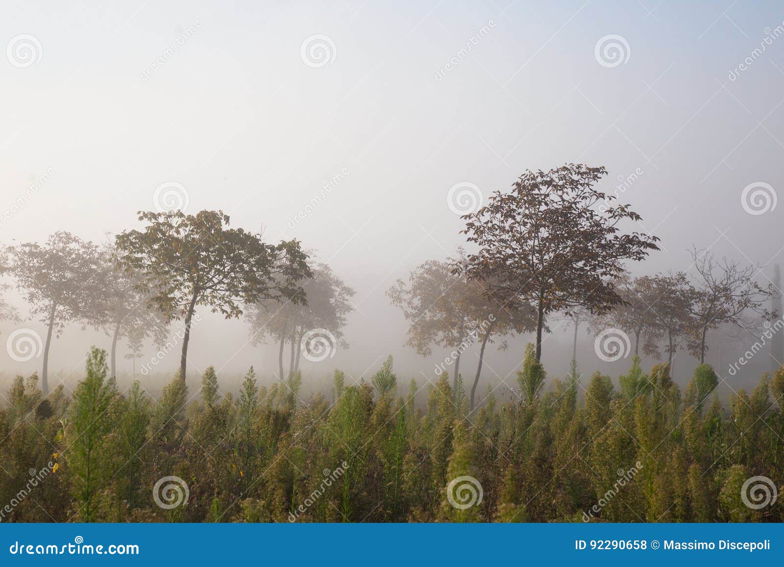Plants and fog stock photo. Image of natural, environment - 92290658