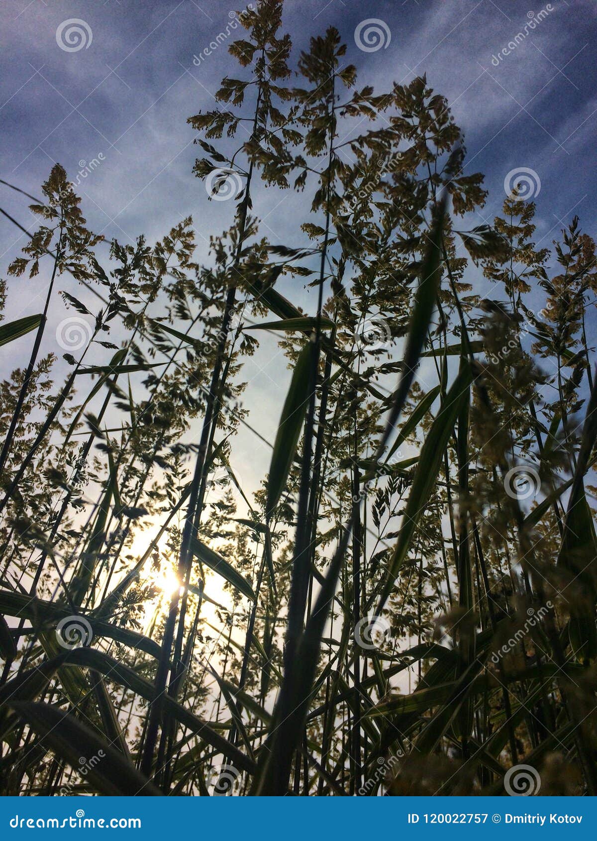 Sky Grass Stock Image Image Of Forest Grass Clouds 120022757
