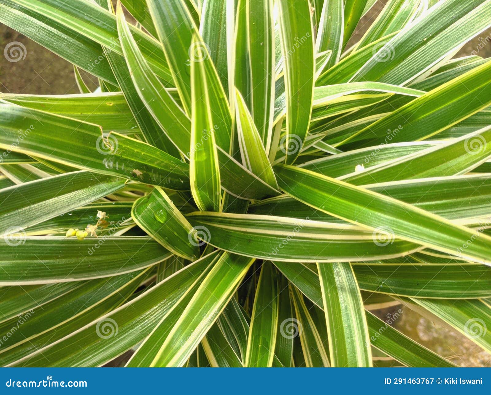 Spider pandan leaves stock image. Image of garden, crop - 291463767