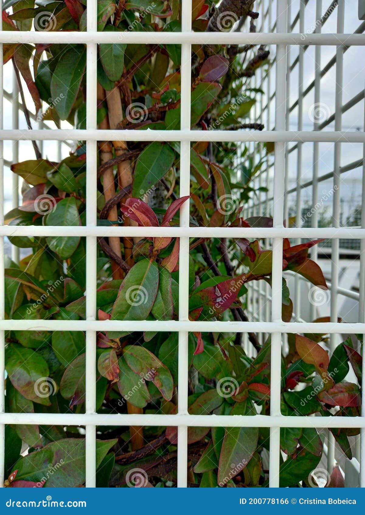 Plants and forms stock photo. Image of leaf, forms, shrub - 200778166