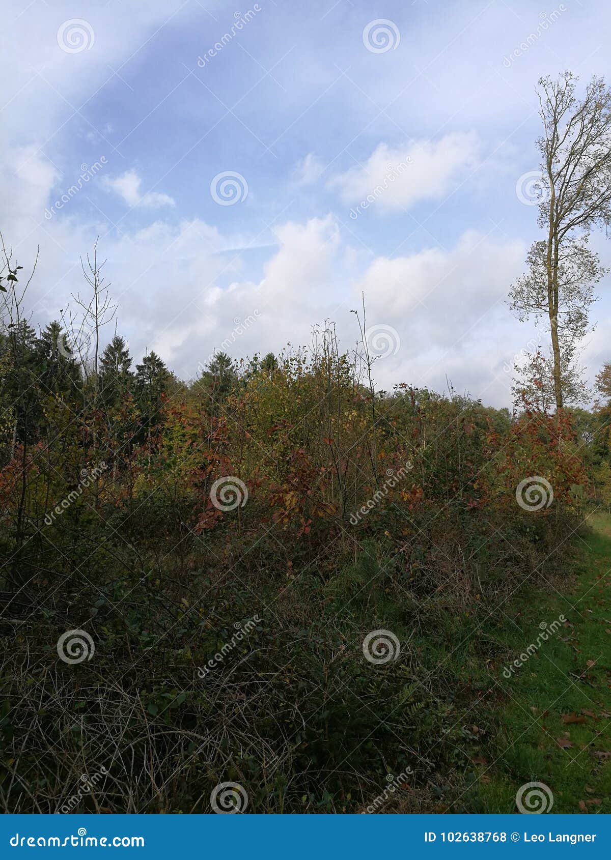 Plants Forrest stock photo. Image of forrest, hill, prairie - 102638768