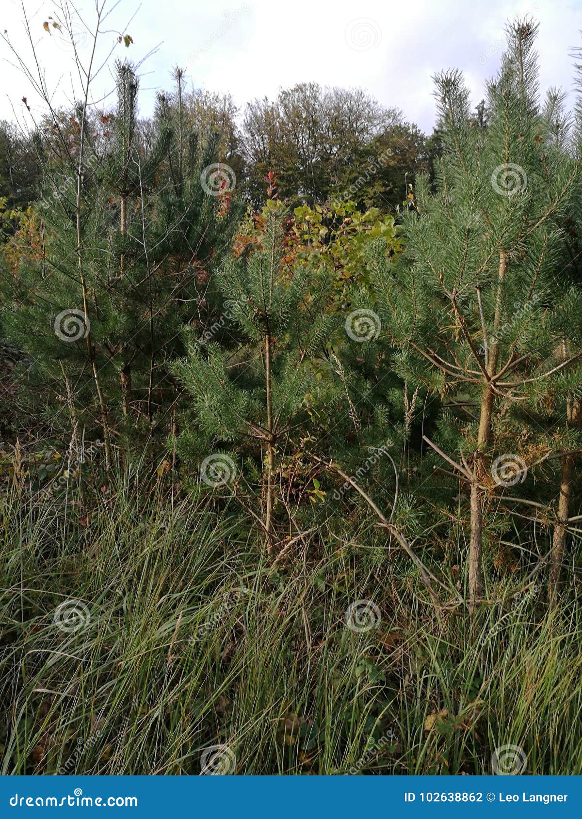 Plants Forrest stock photo. Image of shrub, tree, beautiful - 102638862