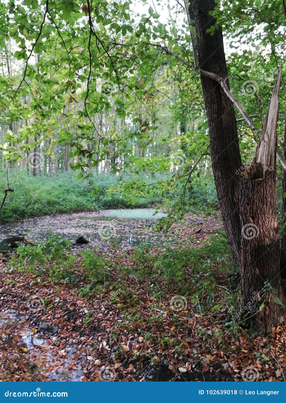 Plants Forrest stock photo. Image of trunk, landscape - 102639018