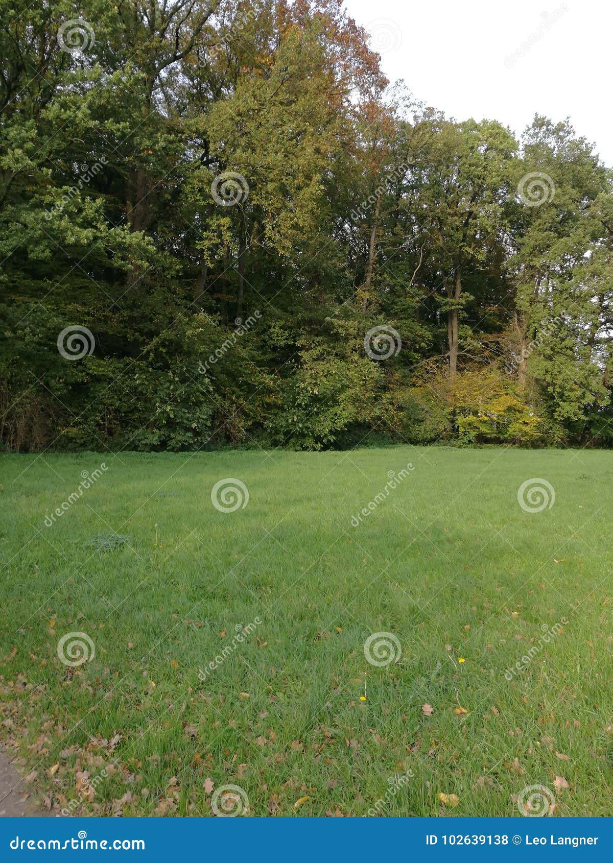 Plants Forrest stock photo. Image of meadow, prairie - 102639138