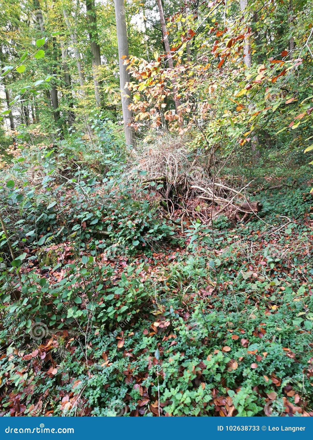 Plants Forrest stock image. Image of plants, shrubland - 102638733
