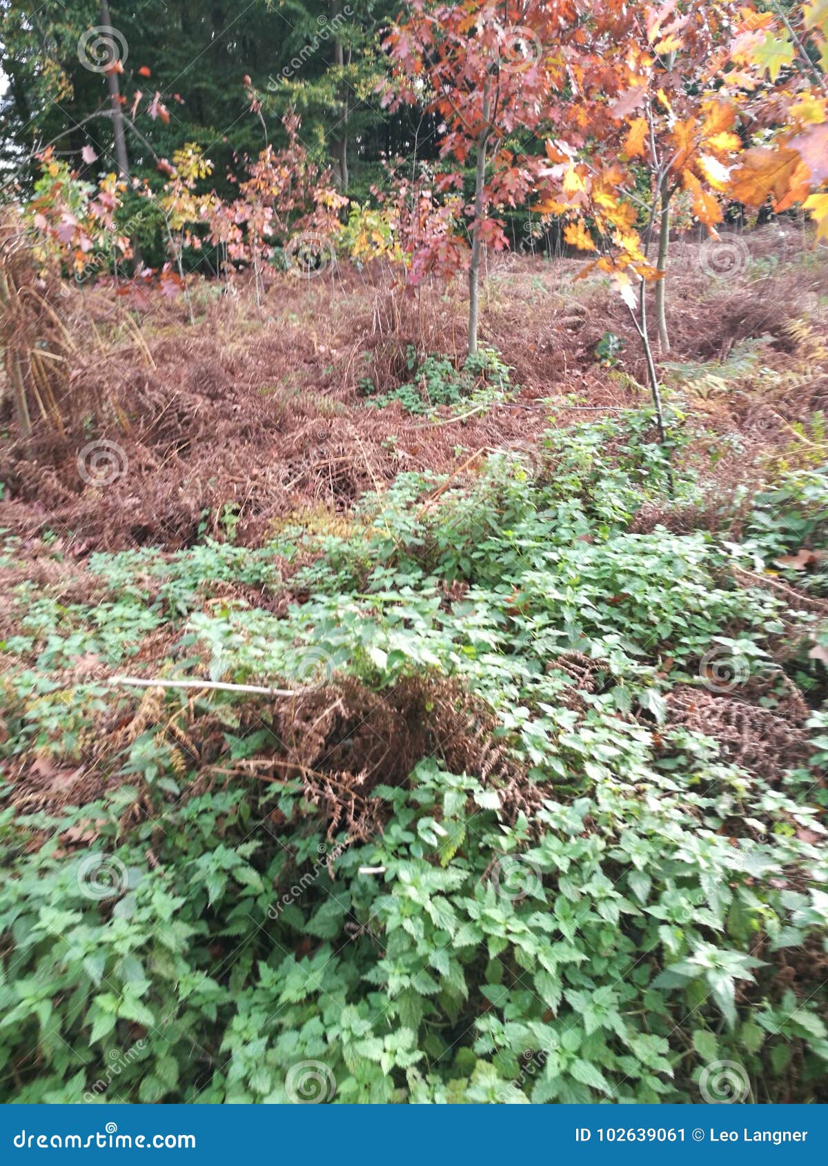 Plants Forrest stock image. Image of shrub, groundcover - 102639061