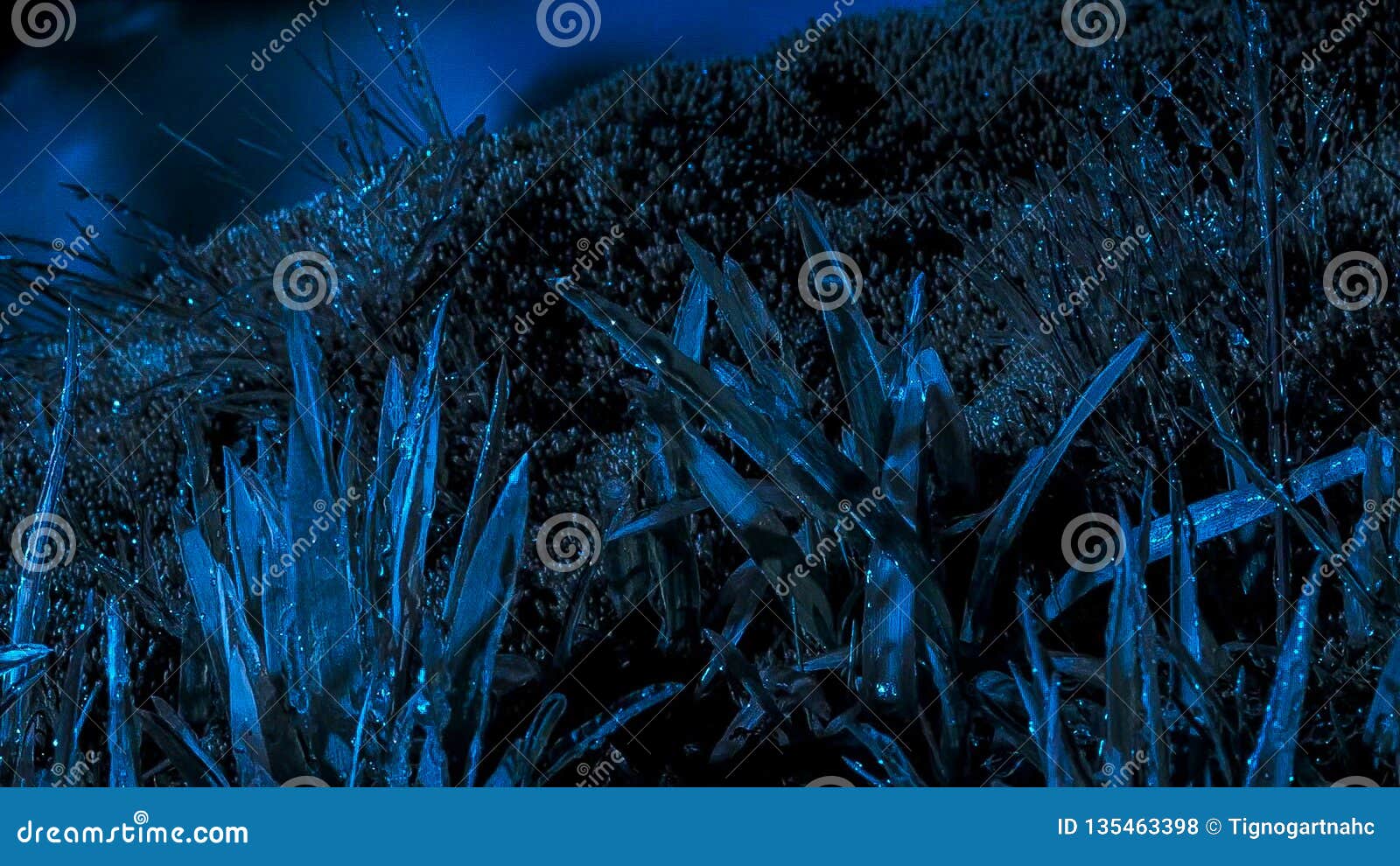 Plants in Frosted Over after a Night of Freezing Stock Photo - Image of ...